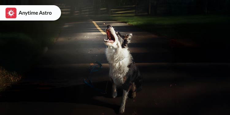 Why do Dogs Howl at Night? Solving the Mystery